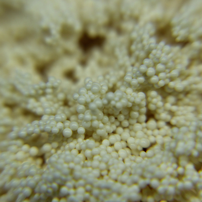 SEPLITE® CM2850 macroporous chromatographic resin - Seplite